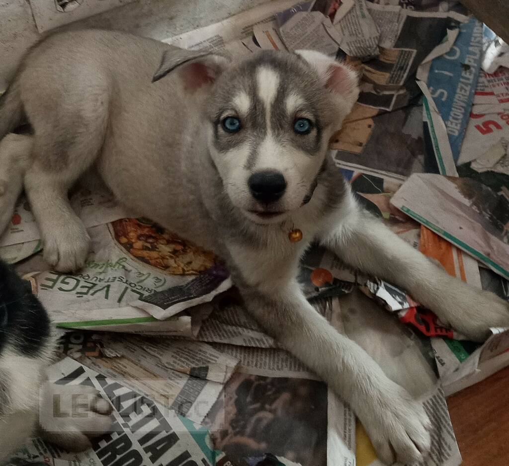 Chiot husky sibérien a vendre 850; parent sur place | Trois Rivieres ...