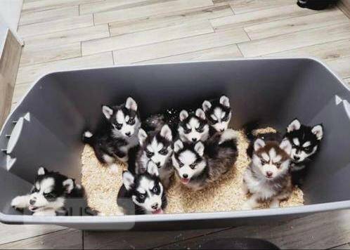 Best in the city | Winnipeg | Manitoba | Dogs, Puppies for Sale | LeoList