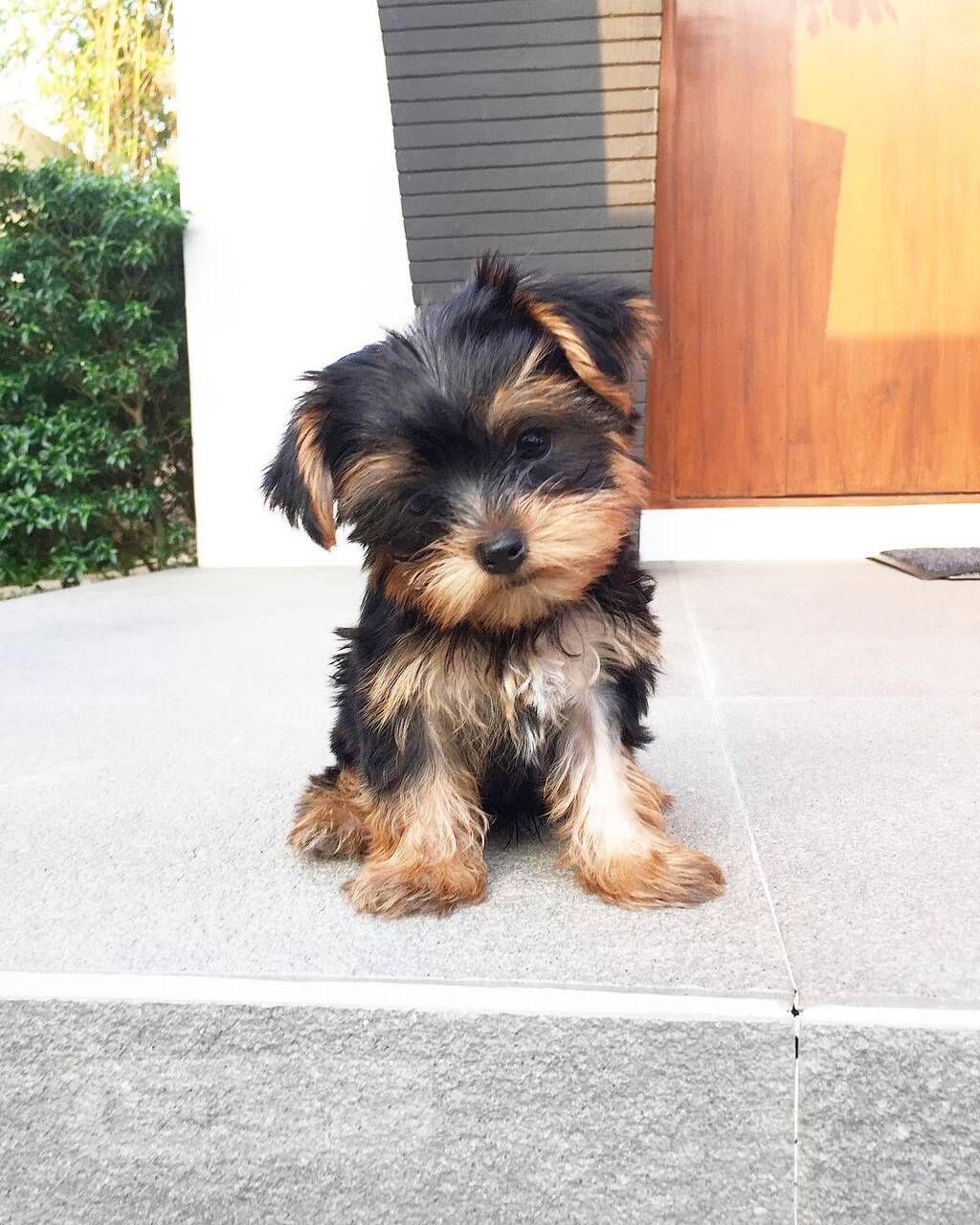 Dogs, Puppies for Sale in Greater Toronto Area | Pets | LeoList