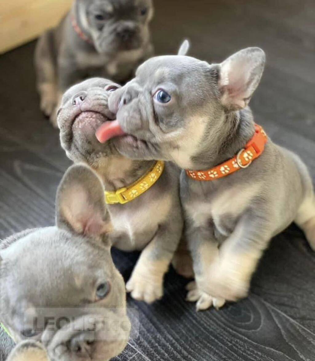 Dogs, Puppies for Sale in Edmonton/Central | Pets | LeoList