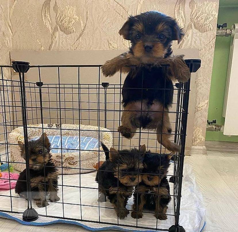 Rehoming fee only | Calgary | Calgary/South | Dogs, Puppies for Sale ...