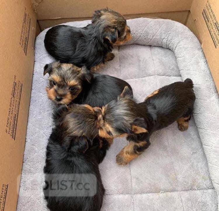 Rehoming fee only | Calgary | Calgary/South | Dogs, Puppies for Sale ...