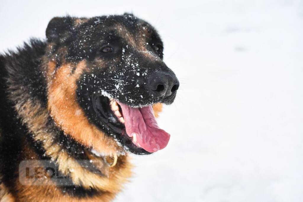 Dogs, Puppies for Sale in Edmonton/Central | Pets | LeoList