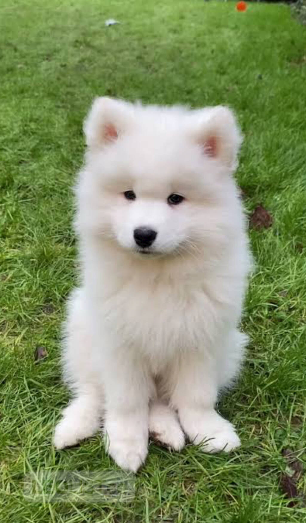 Dog is available | Calgary | Calgary/South | Dogs, Puppies for Sale ...