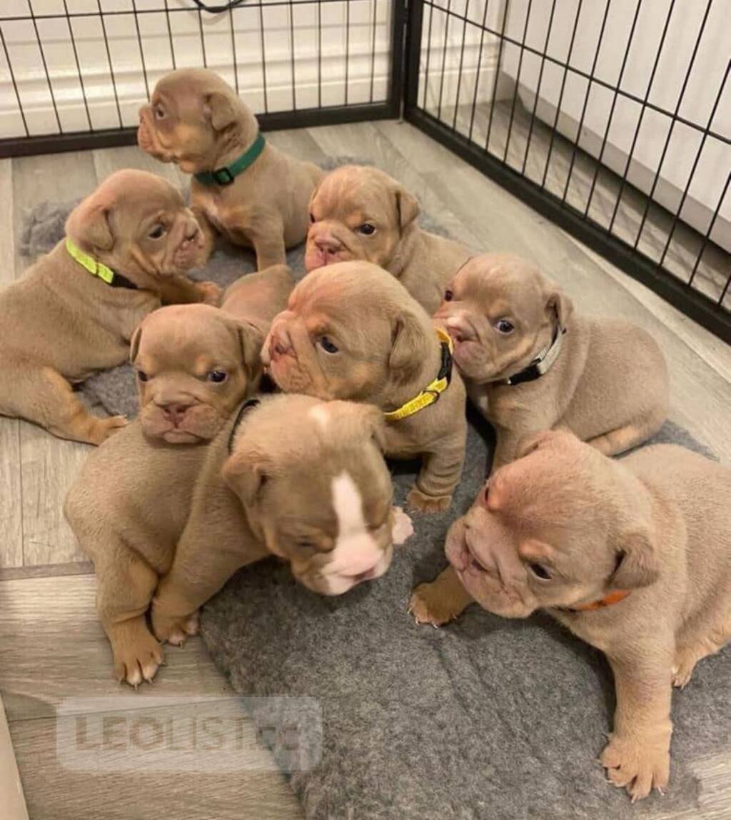 Dogs available | Calgary | Calgary/South | Dogs, Puppies for Sale | LeoList