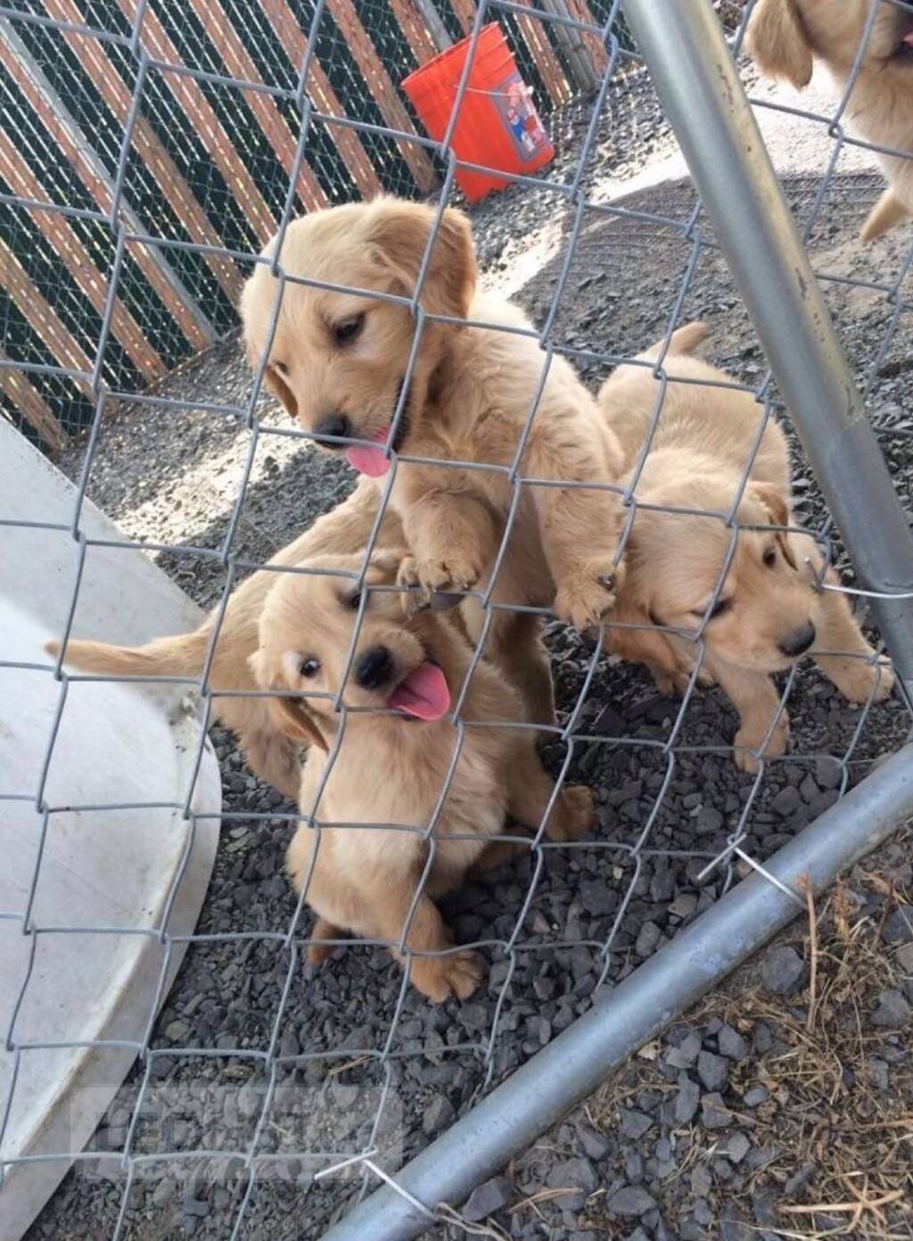 Puppies up for rehoming | Brampton | Greater Toronto Area | Animal and ...