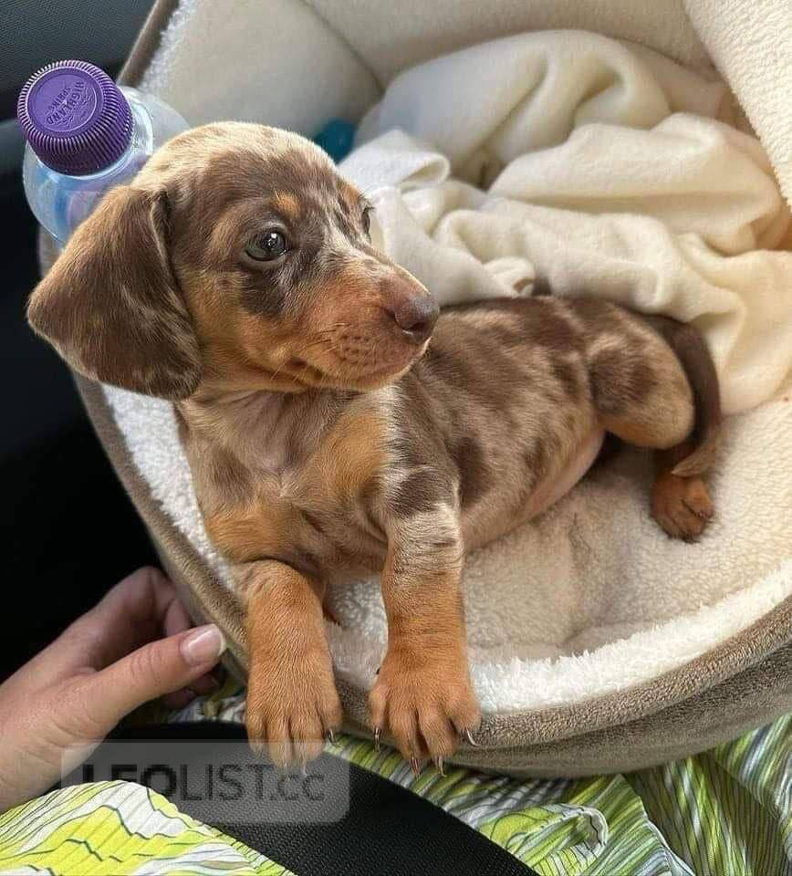 Quirky female dog ready for new home | Red Deer | Edmonton/Central ...