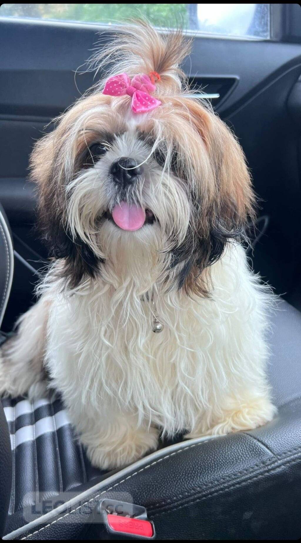 Lovely and friendly doggies available to give out | Halifax | Nova ...