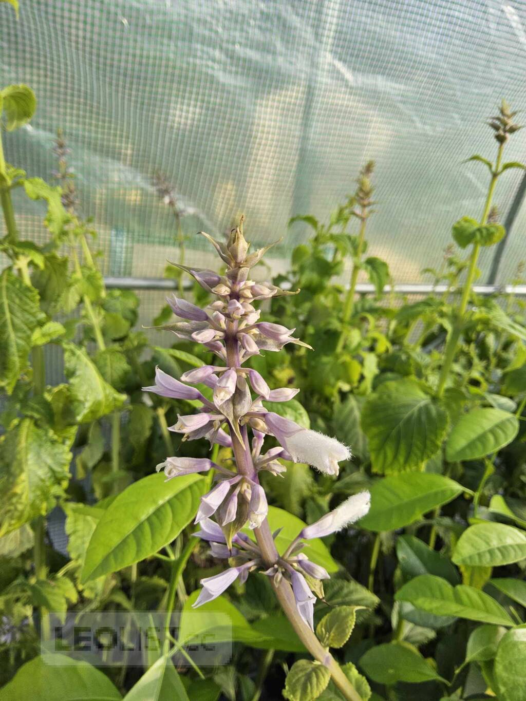 FIRE N D0P3 | Halifax - Other Areas | Nova Scotia | Other | LeoList