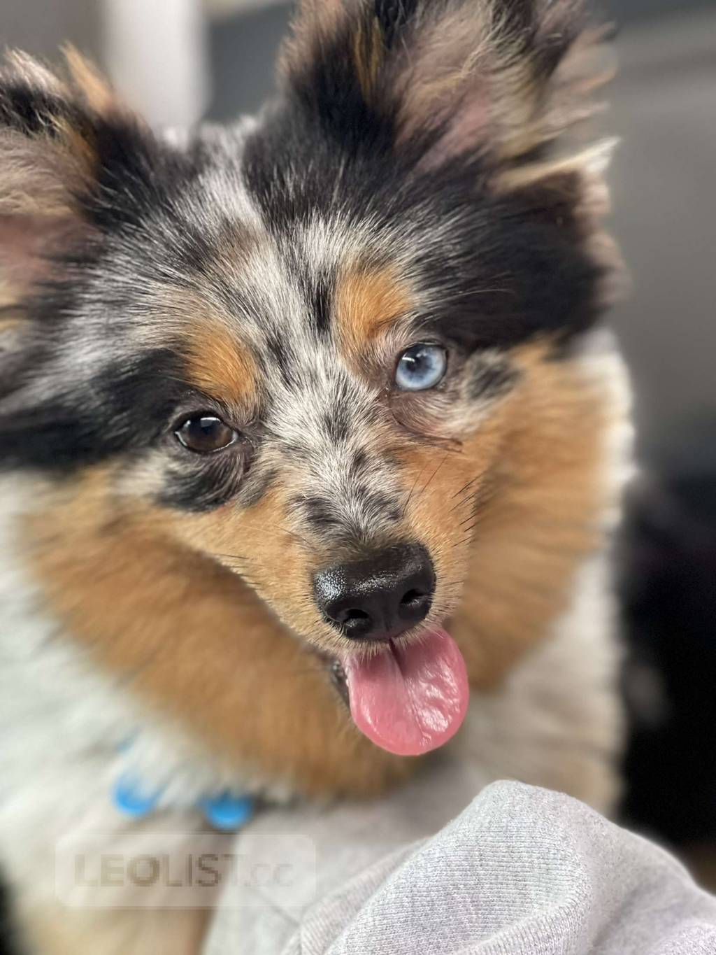 Dogs, Puppies for Sale in Greater Toronto Area | Pets | LeoList